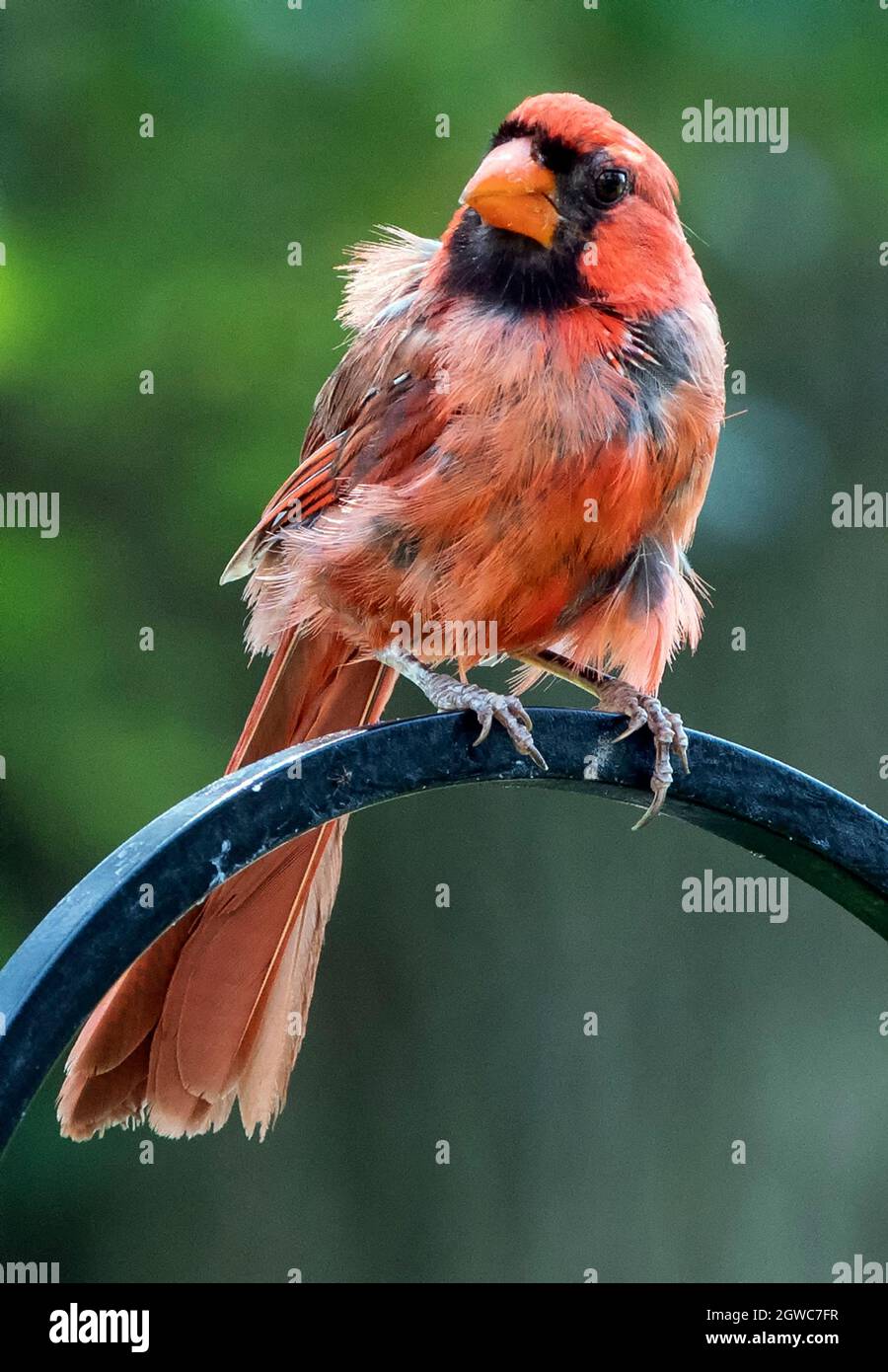 Northern cardinal molting hi-res stock photography and images - Alamy