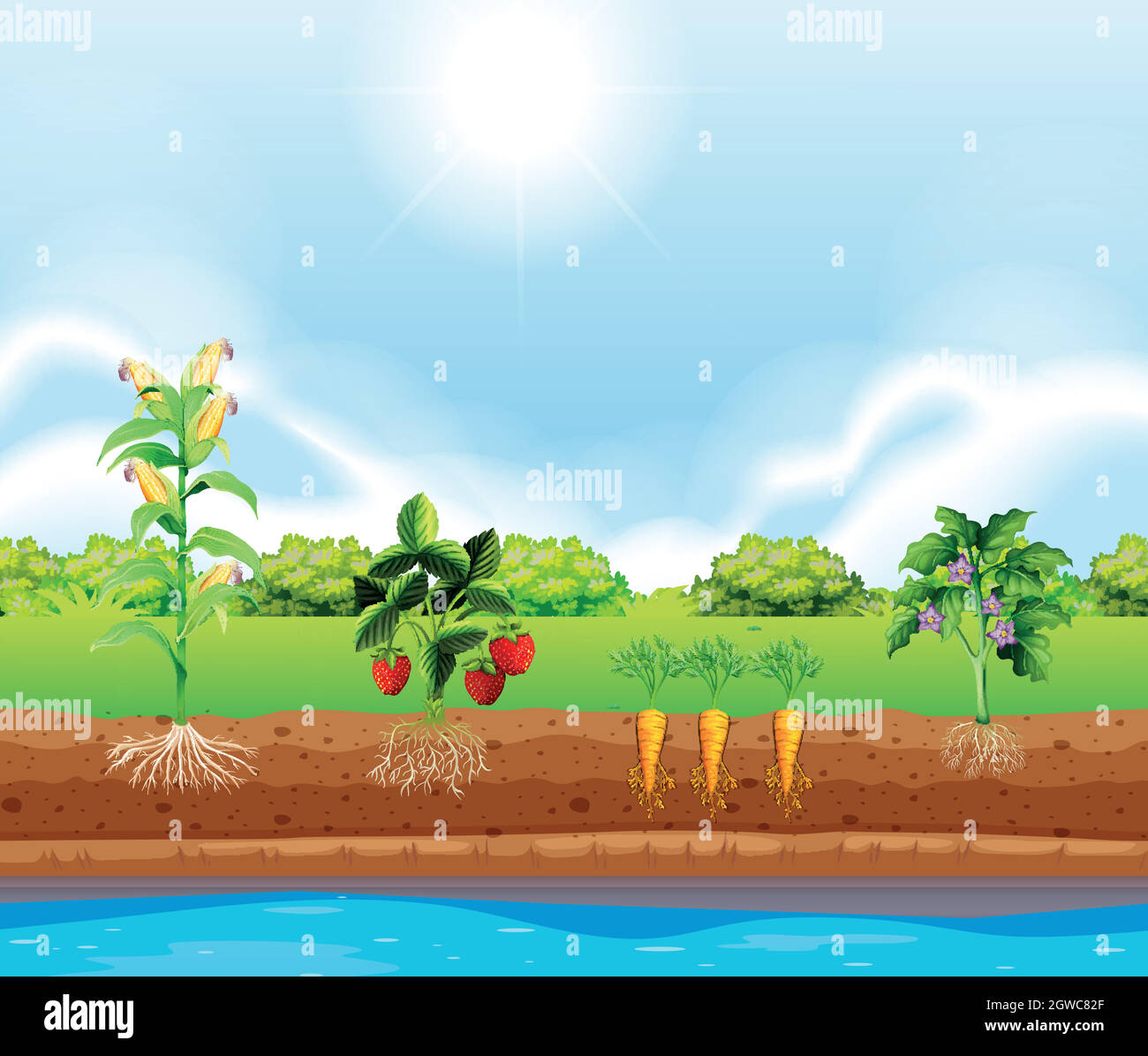 A Set of Plants Growing Stock Vector Image & Art - Alamy