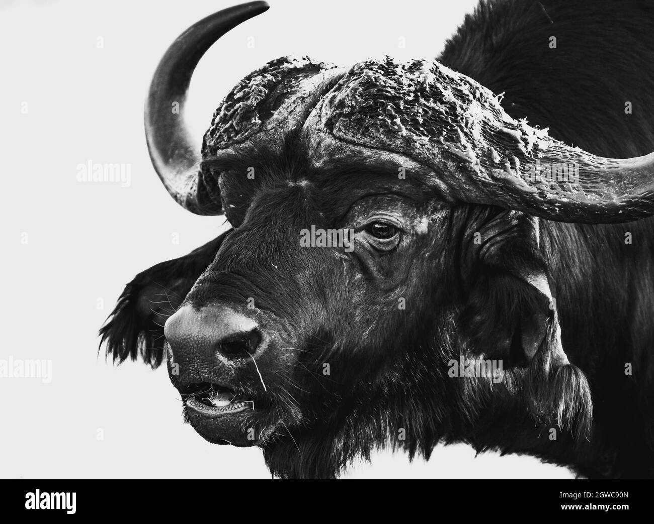 White buffalo Black and White Stock Photos & Images - Alamy