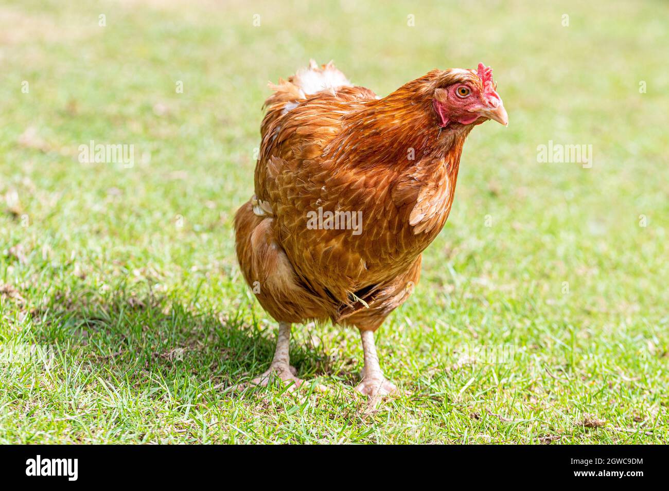 Rhode island red chicken eggs hi-res stock photography and images - Alamy