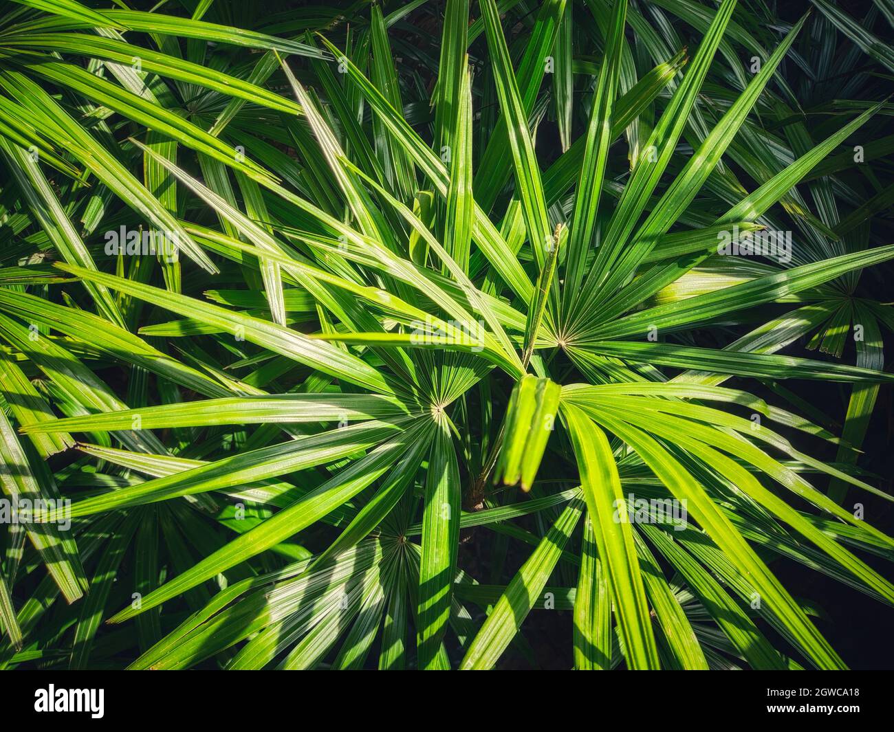 Cannabis on the palm hi-res stock photography and images - Alamy