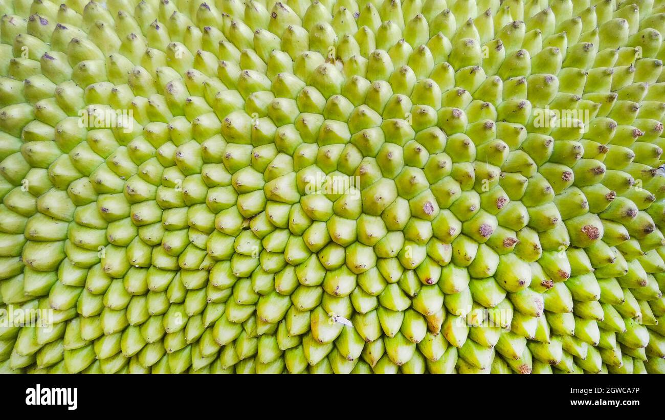 Jackfruit Wallpaper High Resolution Stock Photography and Images - Alamy
