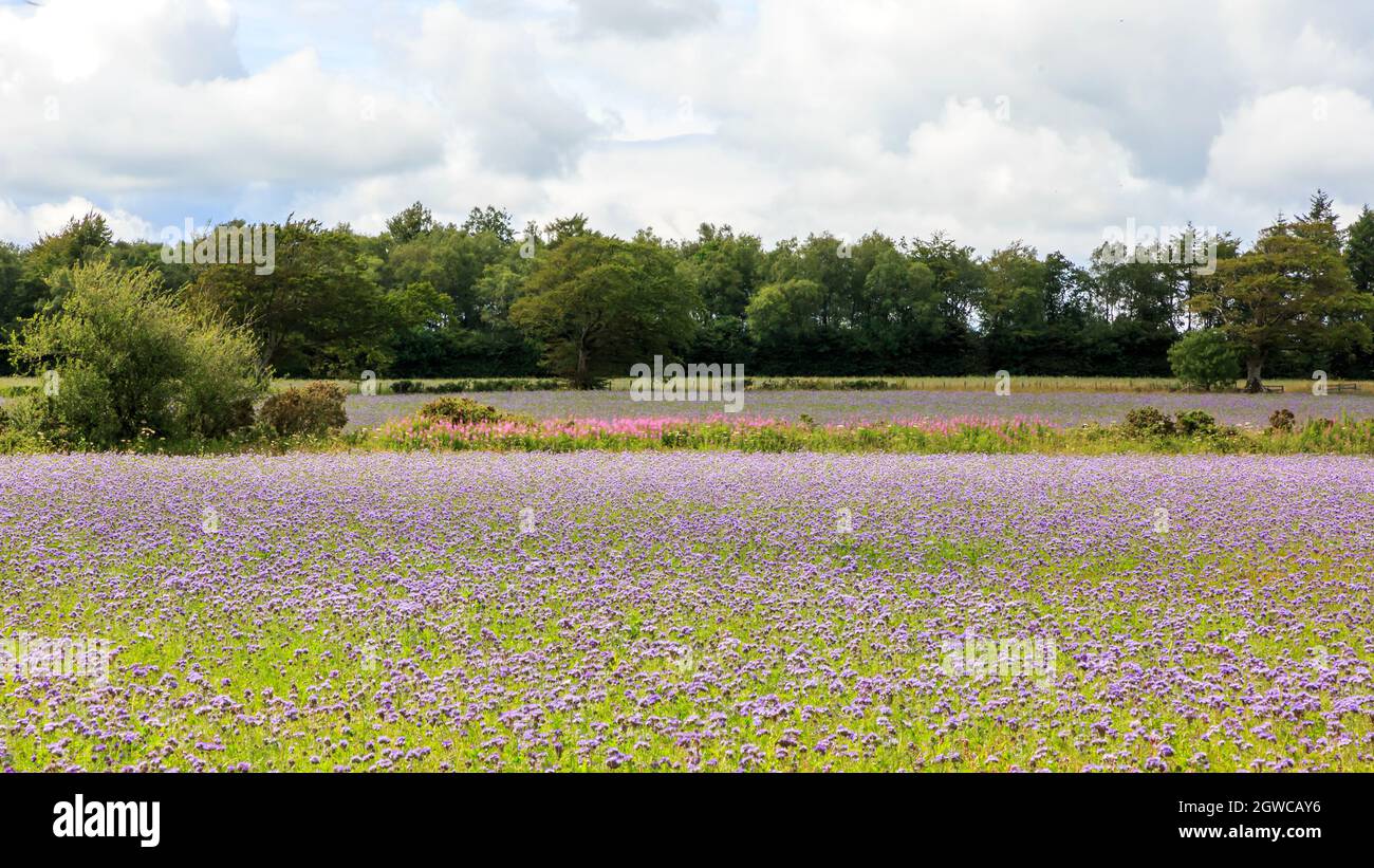 Field growing a cover crop of Phacelia Tanacetifolia flowers in ...
