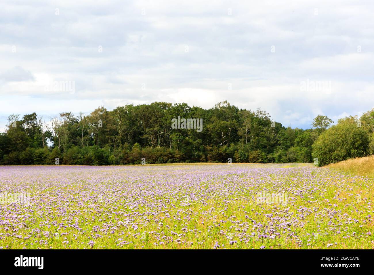 Field growing a cover crop of Phacelia Tanacetifolia flowers in ...
