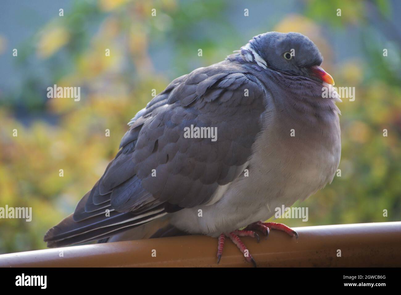 Chilling pigeon hi-res stock photography and images - Alamy
