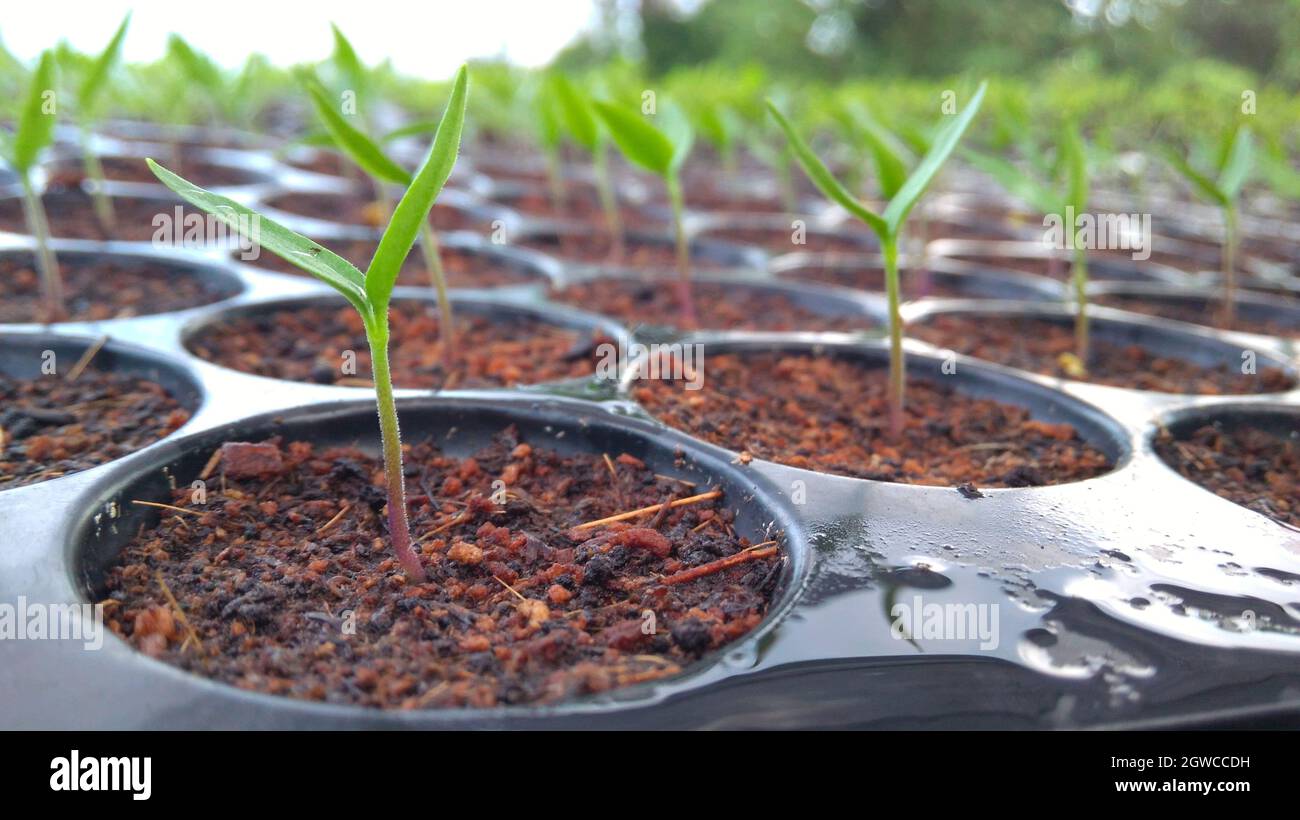 Potted specimen hi-res stock photography and images - Alamy