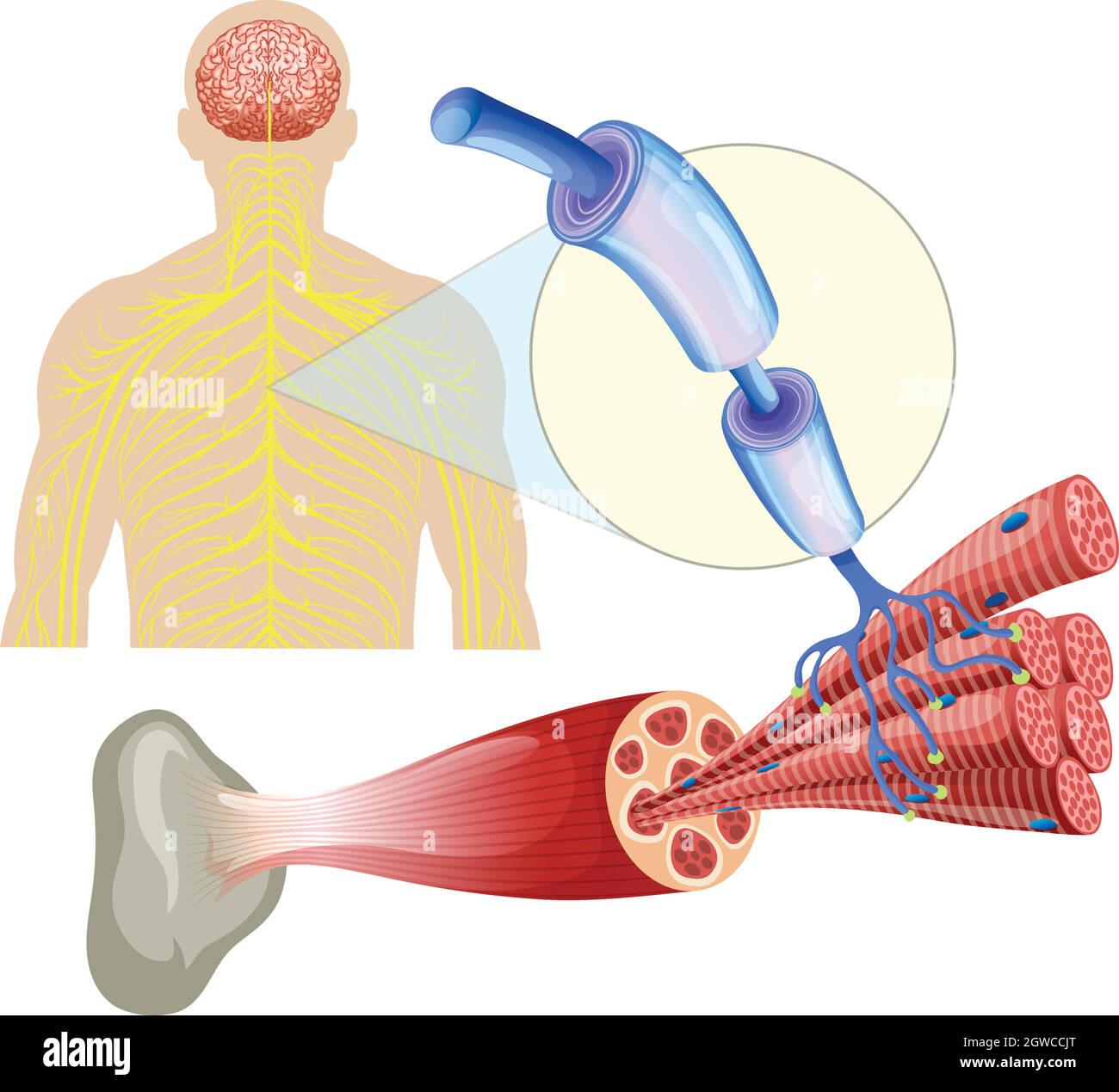 Human healthy muscle nerves Stock Vector Image & Art - Alamy