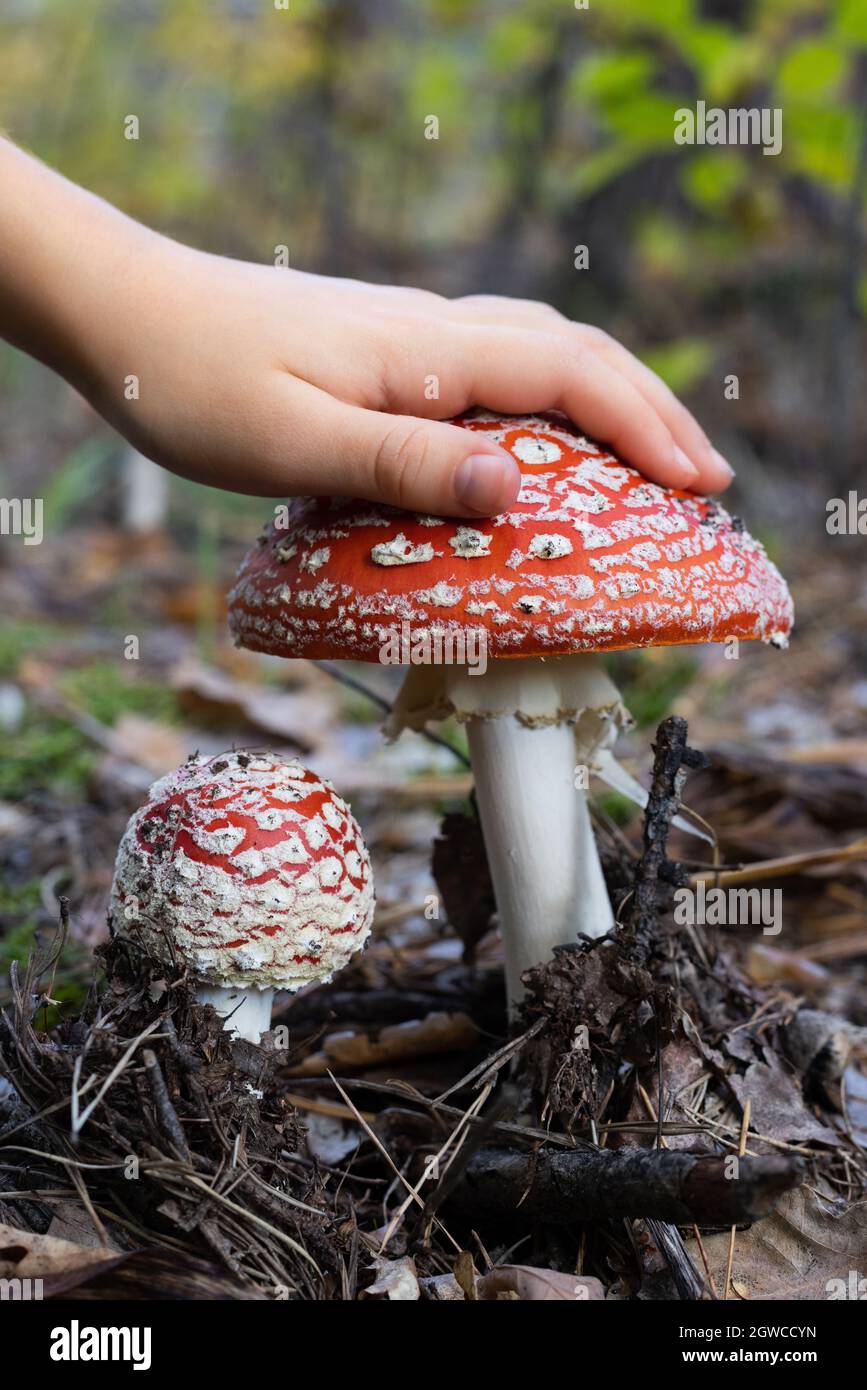 Child hand touching big red mushroom in a forest Stock Photo - Alamy
