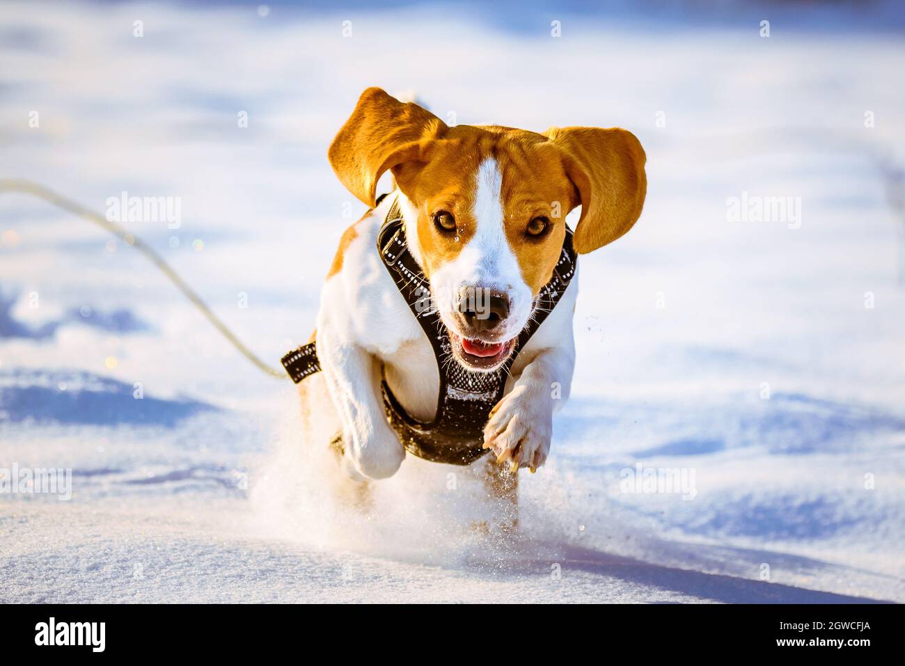 Portrait Of Dog Running In Snow Stock Photo - Alamy