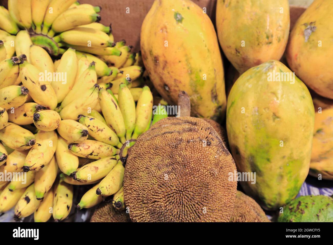 Mango tree mangifera indica fruits hi-res stock photography and images ...