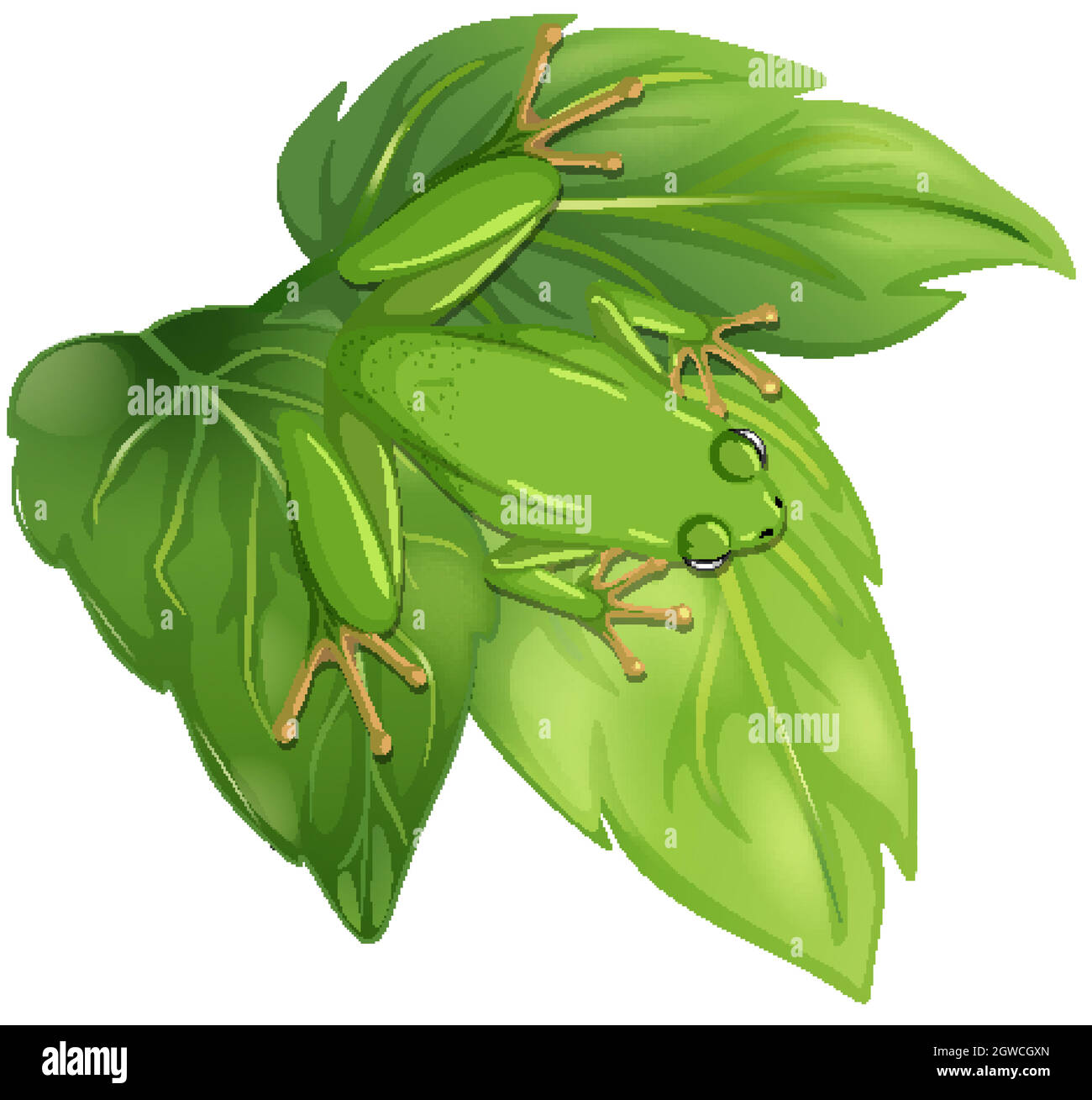 Top view of a frog on leaf isolated on white background Stock Vector ...