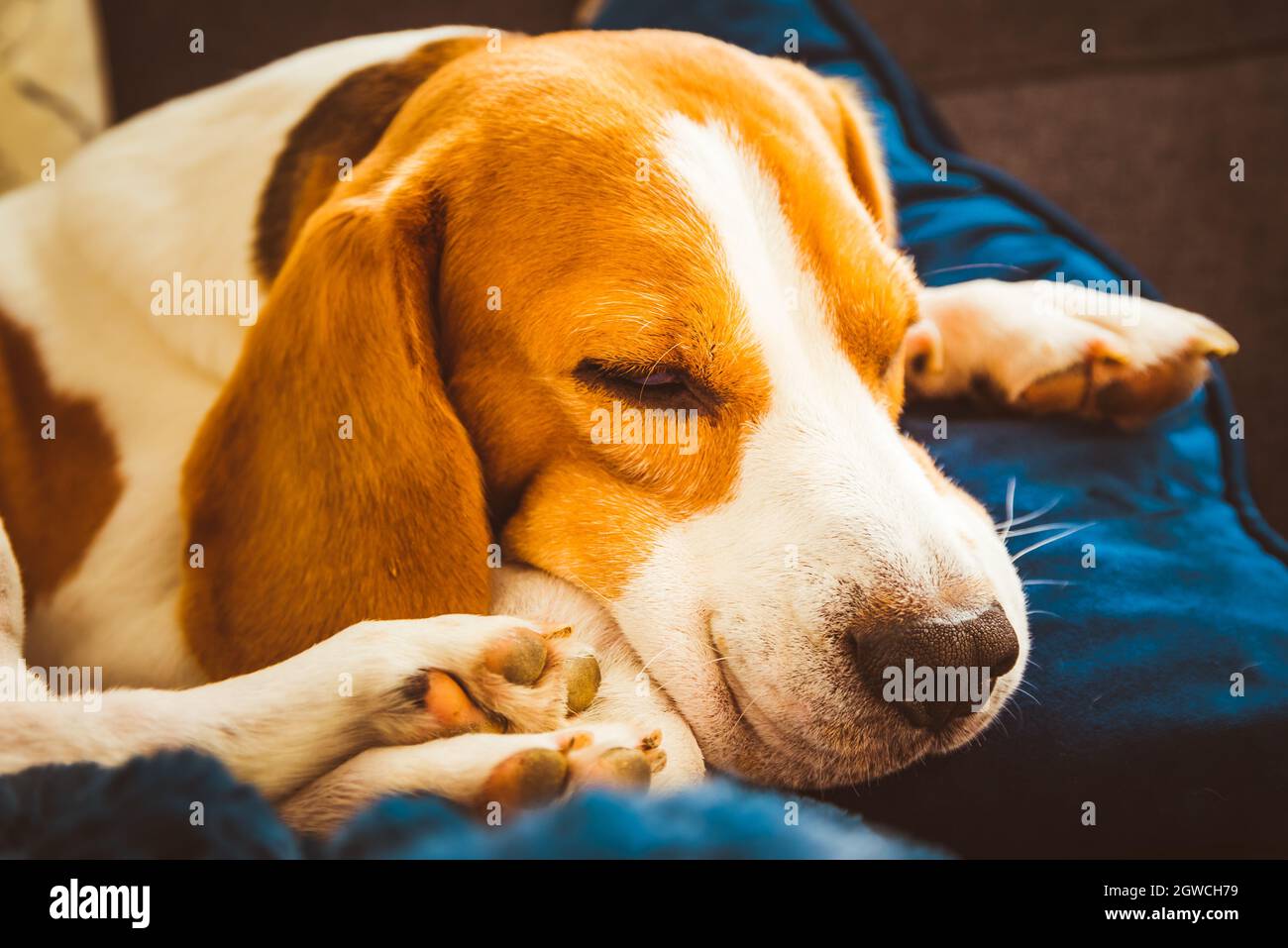 Lazy beagle hi-res stock photography and images - Alamy