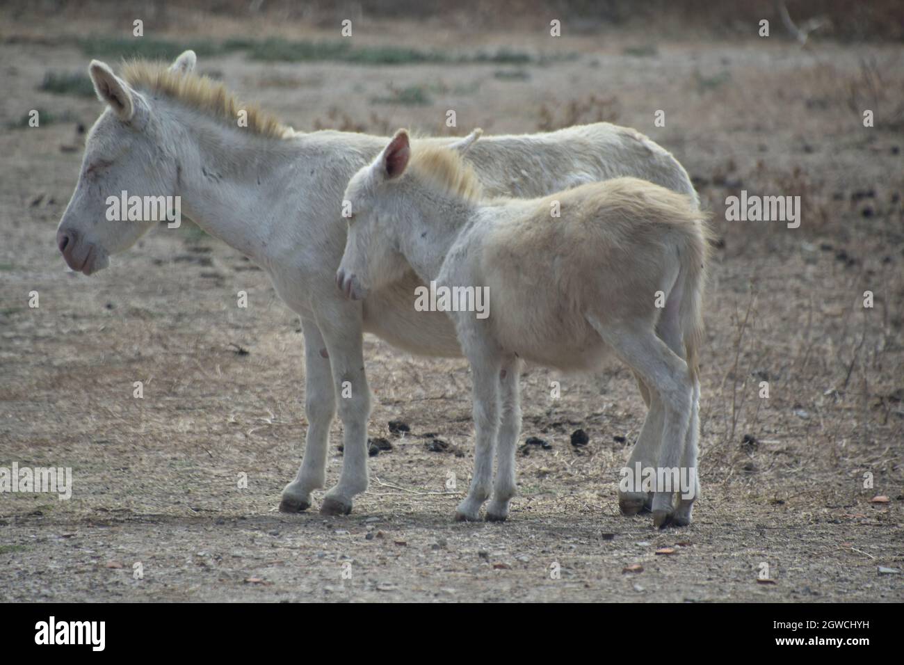 Mammal albino donkey hi-res stock photography and images - Alamy