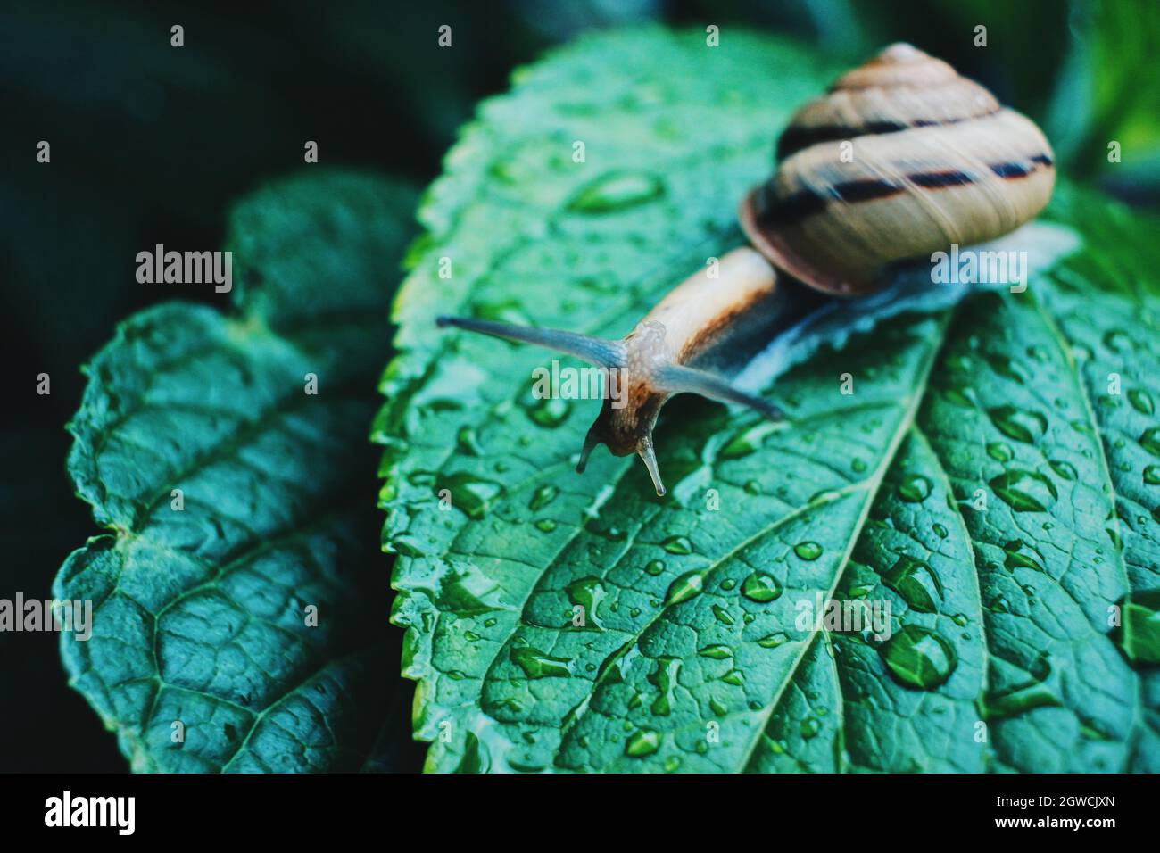 Rainy shell hi-res stock photography and images - Alamy