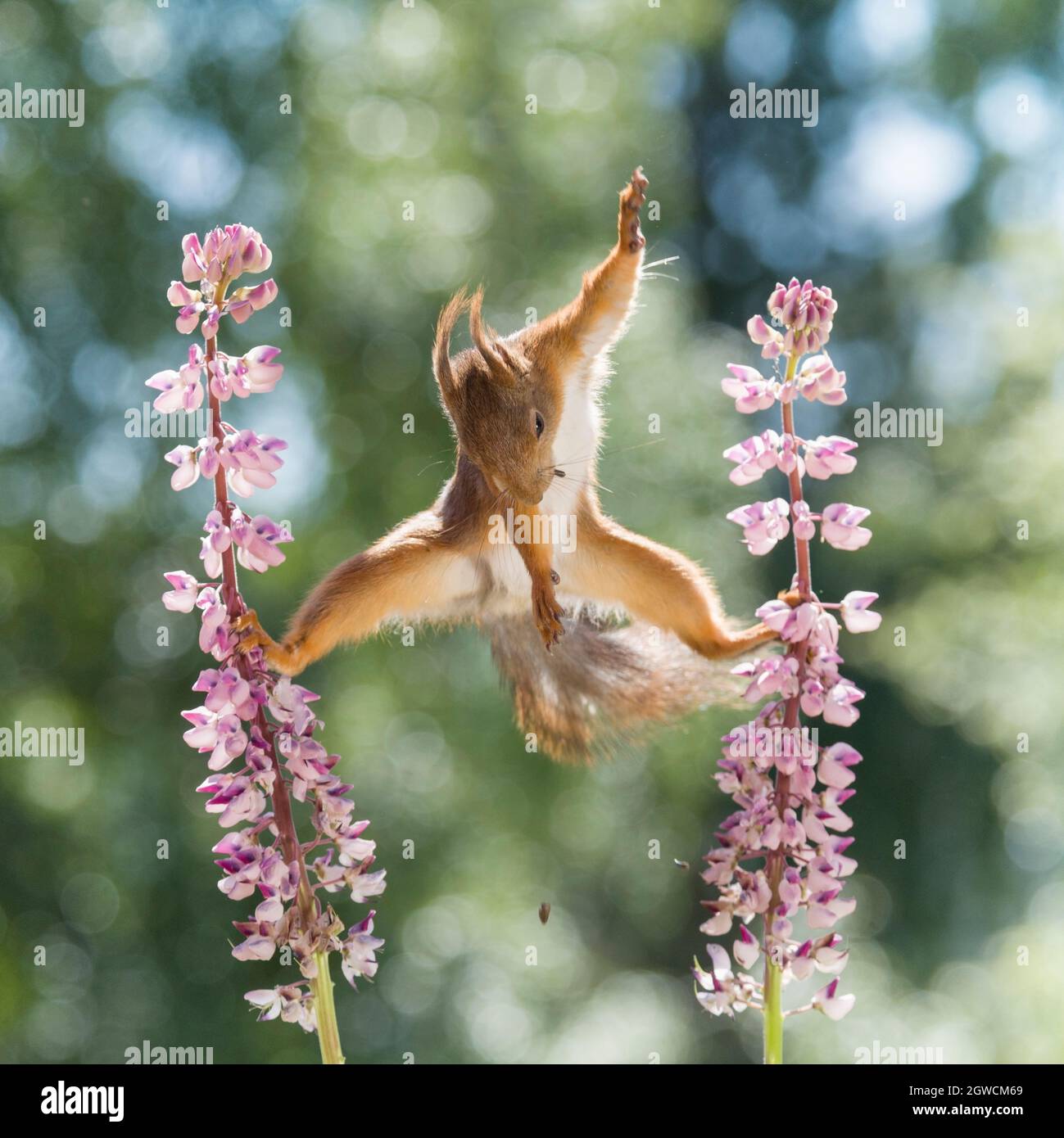 Squirrel falling hi-res stock photography and images - Alamy