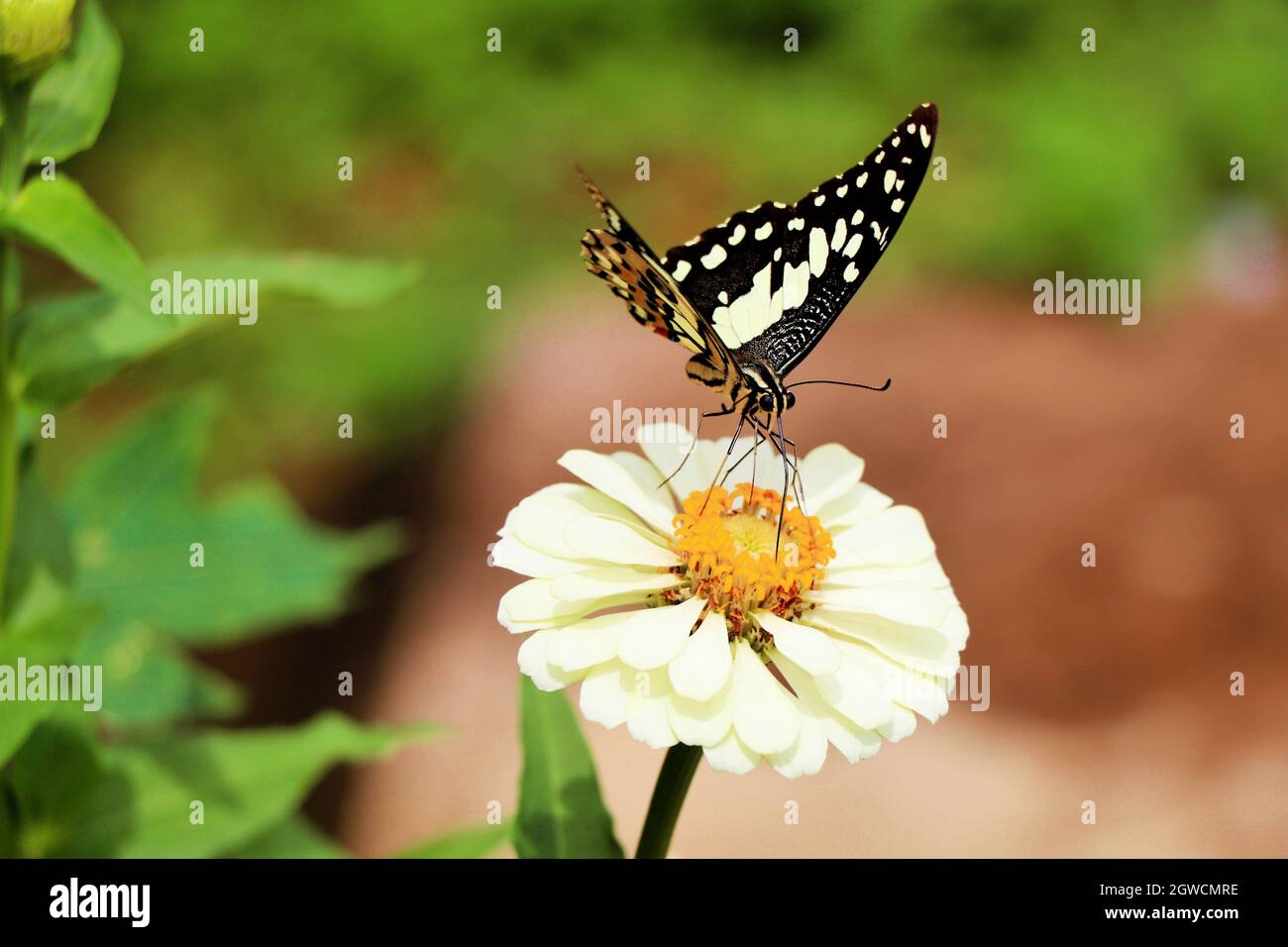 Dragonfly eating butterfly hi-res stock photography and images - Alamy