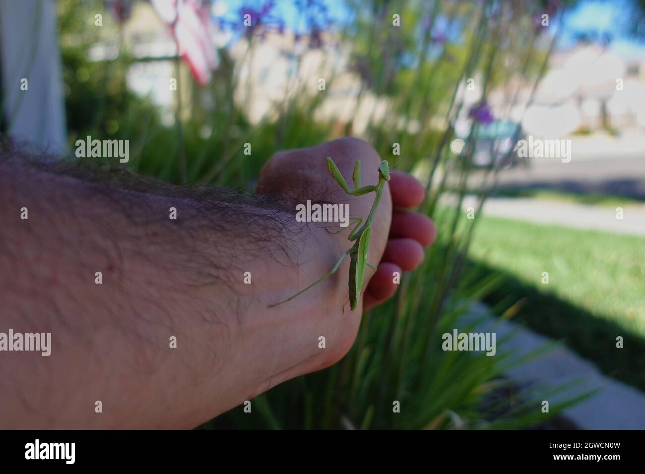 A closeup shot of a green Common mantis on a male hand Stock Photo - Alamy