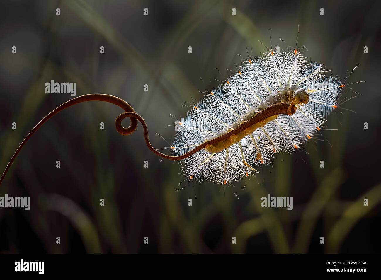 Dead leaves caterpillar hi-res stock photography and images - Alamy