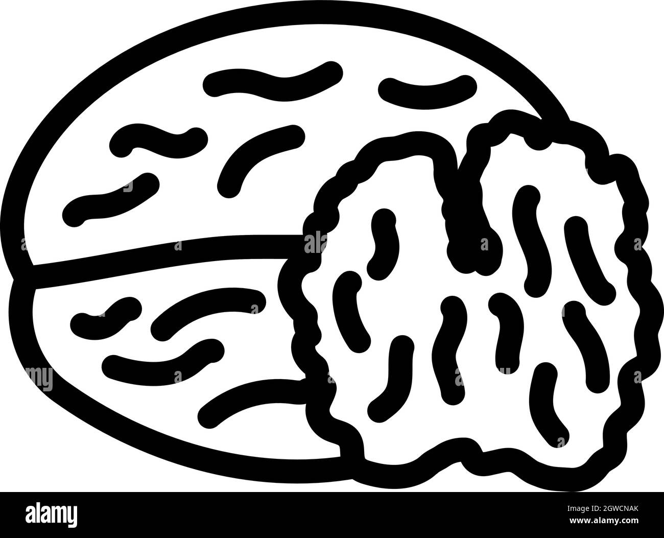 Kernel walnut Stock Vector Images - Alamy