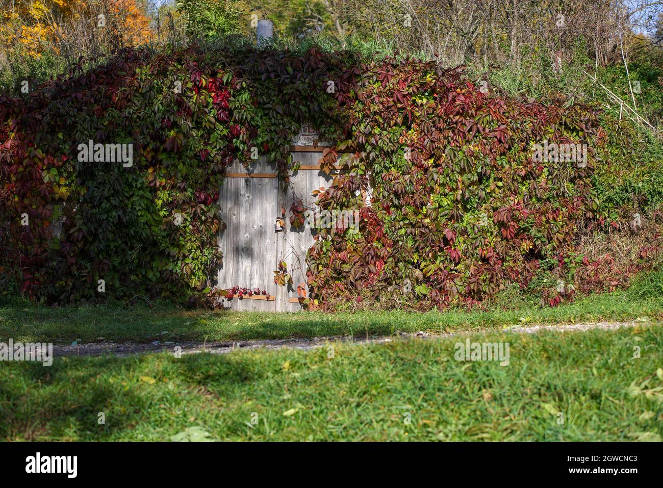 closed gray wooden doors to outdoor cellar, covered with decorative ...