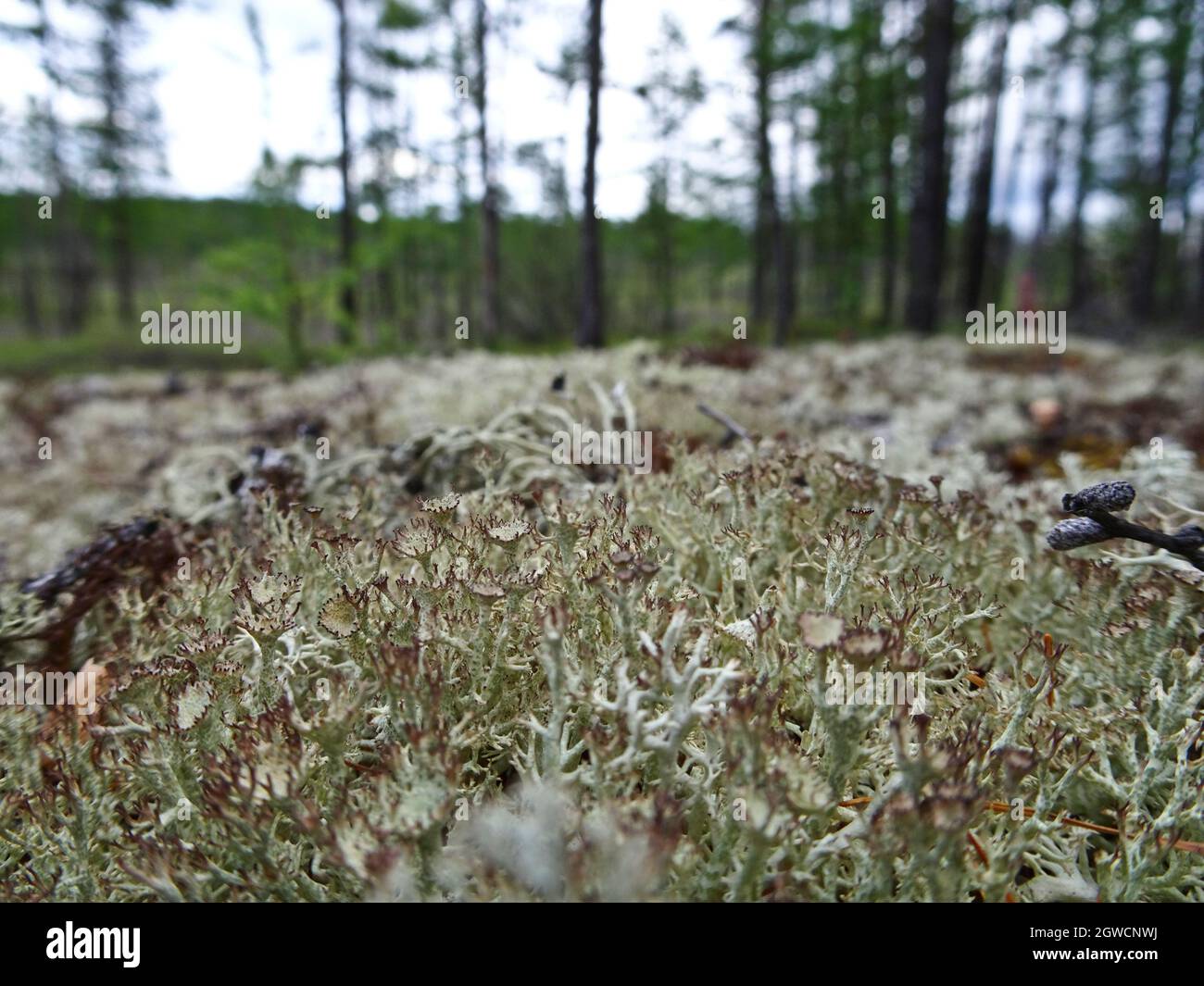 Cladonia lichen close-up in the forest, in the wild taiga. Light bushy ...
