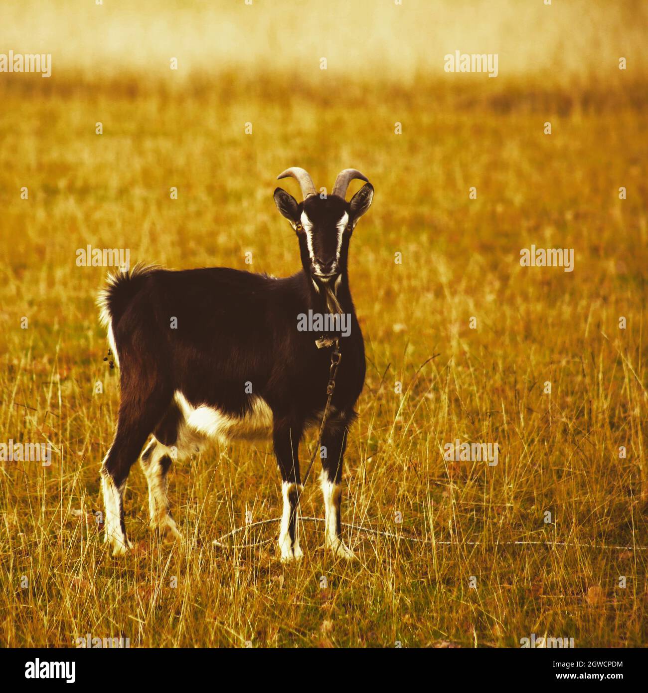 Goat in a field africa hi-res stock photography and images - Alamy