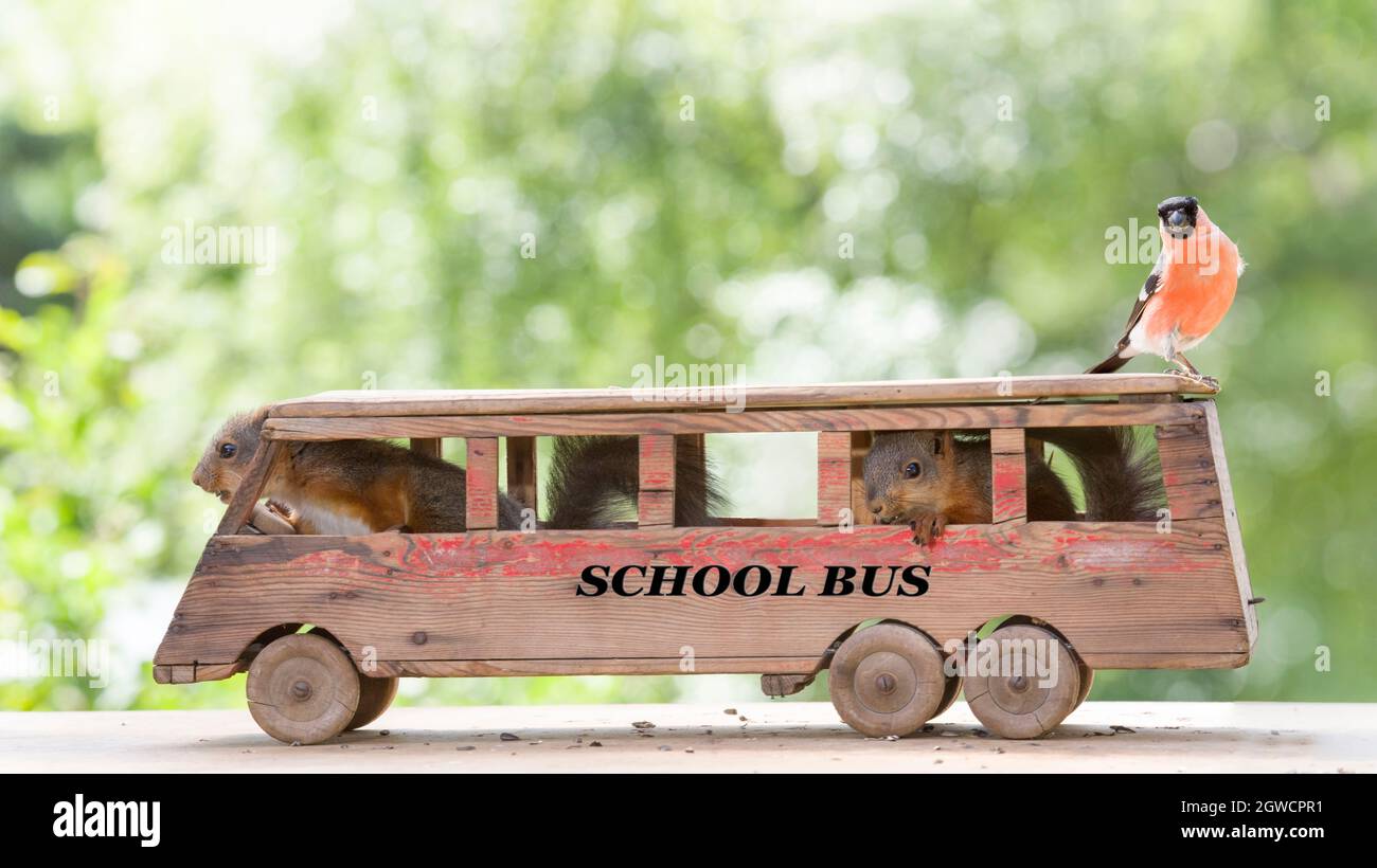 Schoolbus In Traffic High Resolution Stock Photography and Images - Alamy