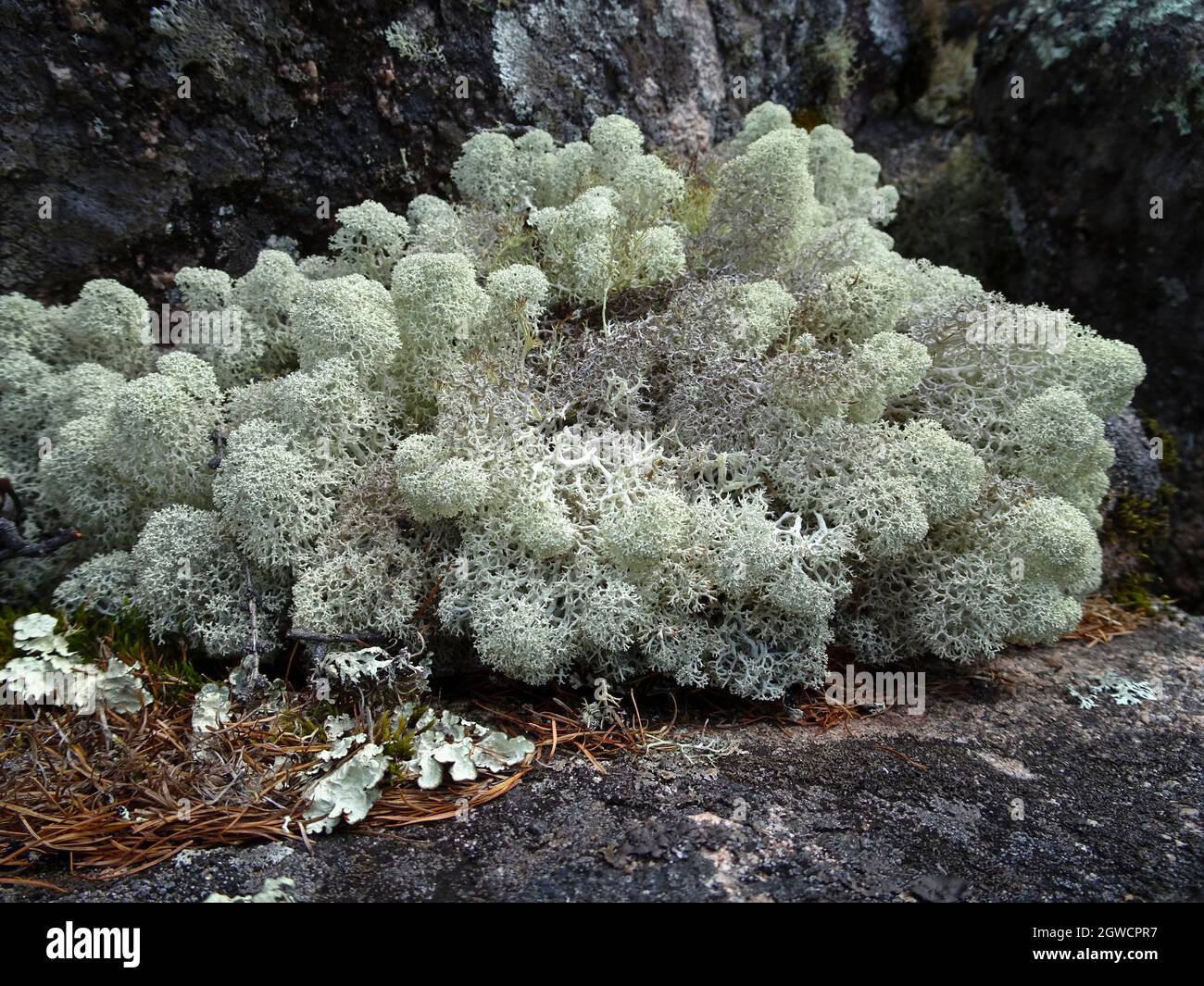 Gray reindeer lichen (Cladonia rangiferina) close-up in the forest ...