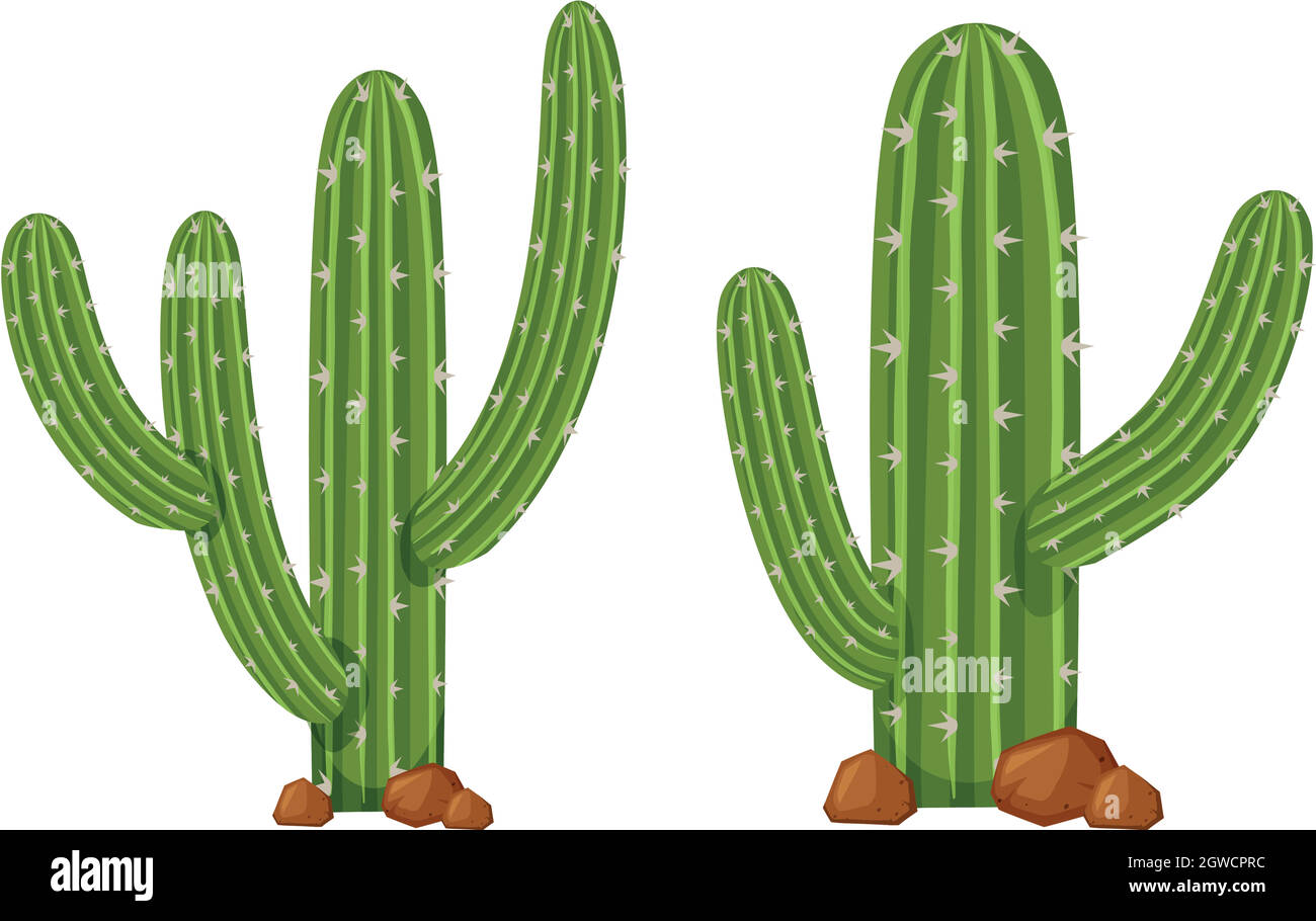 Two cactus plants on white background Stock Vector Image & Art - Alamy