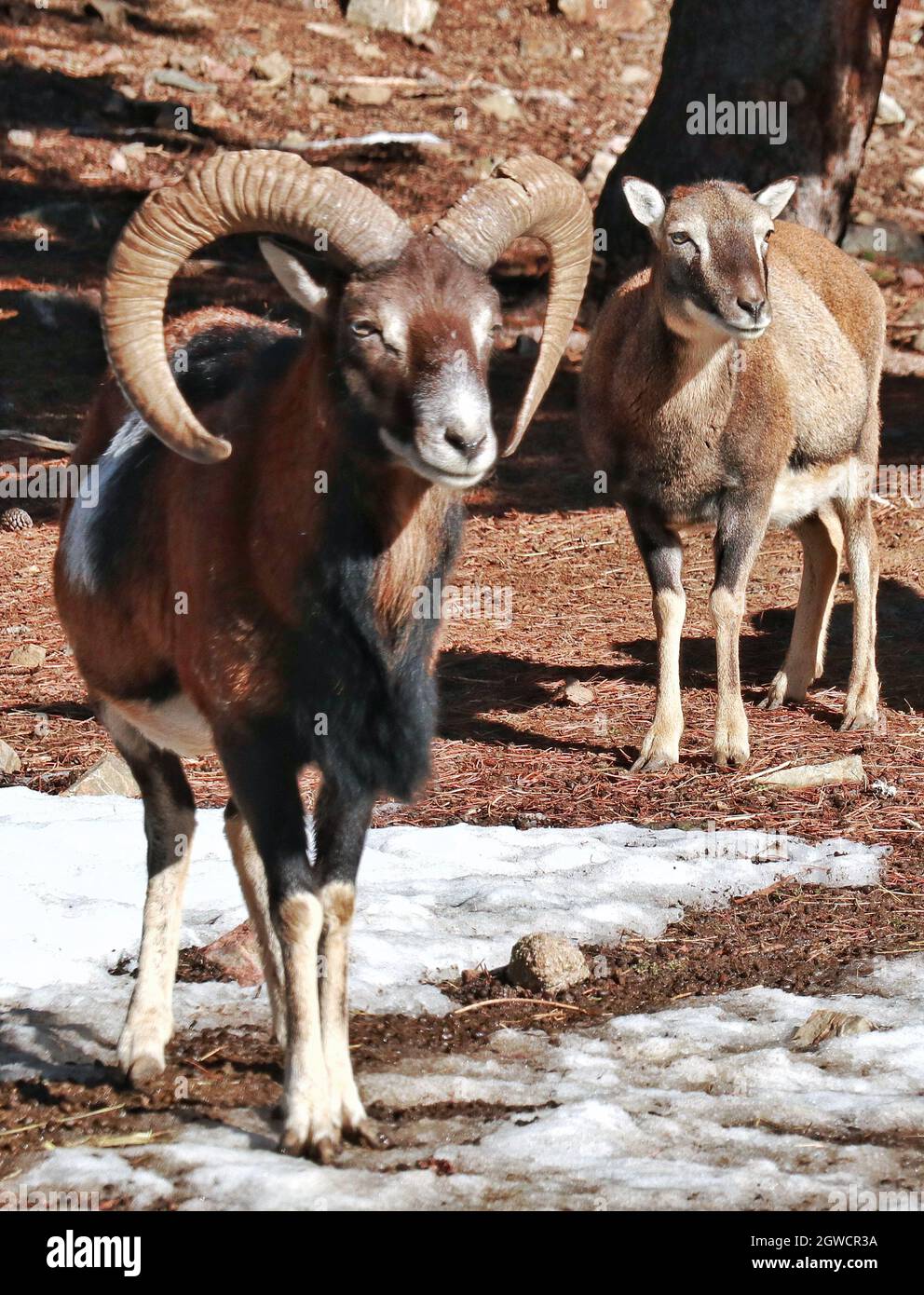 Group of mouflons hi-res stock photography and images - Alamy