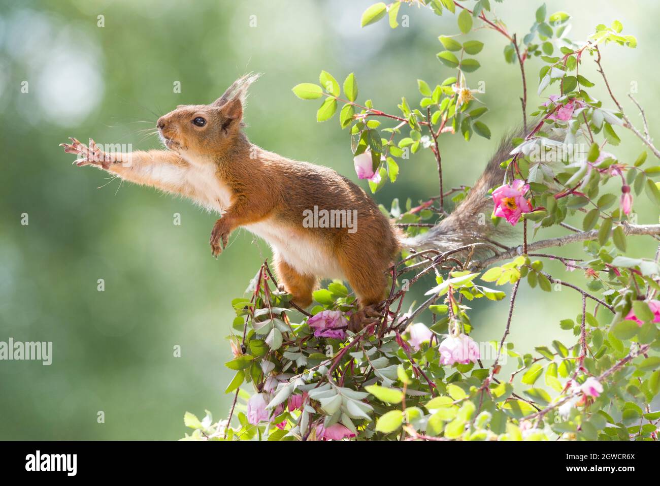 Reaching rose hi-res stock photography and images - Alamy