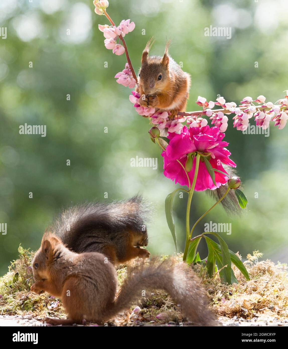Baby squirrel fall hi-res stock photography and images - Alamy
