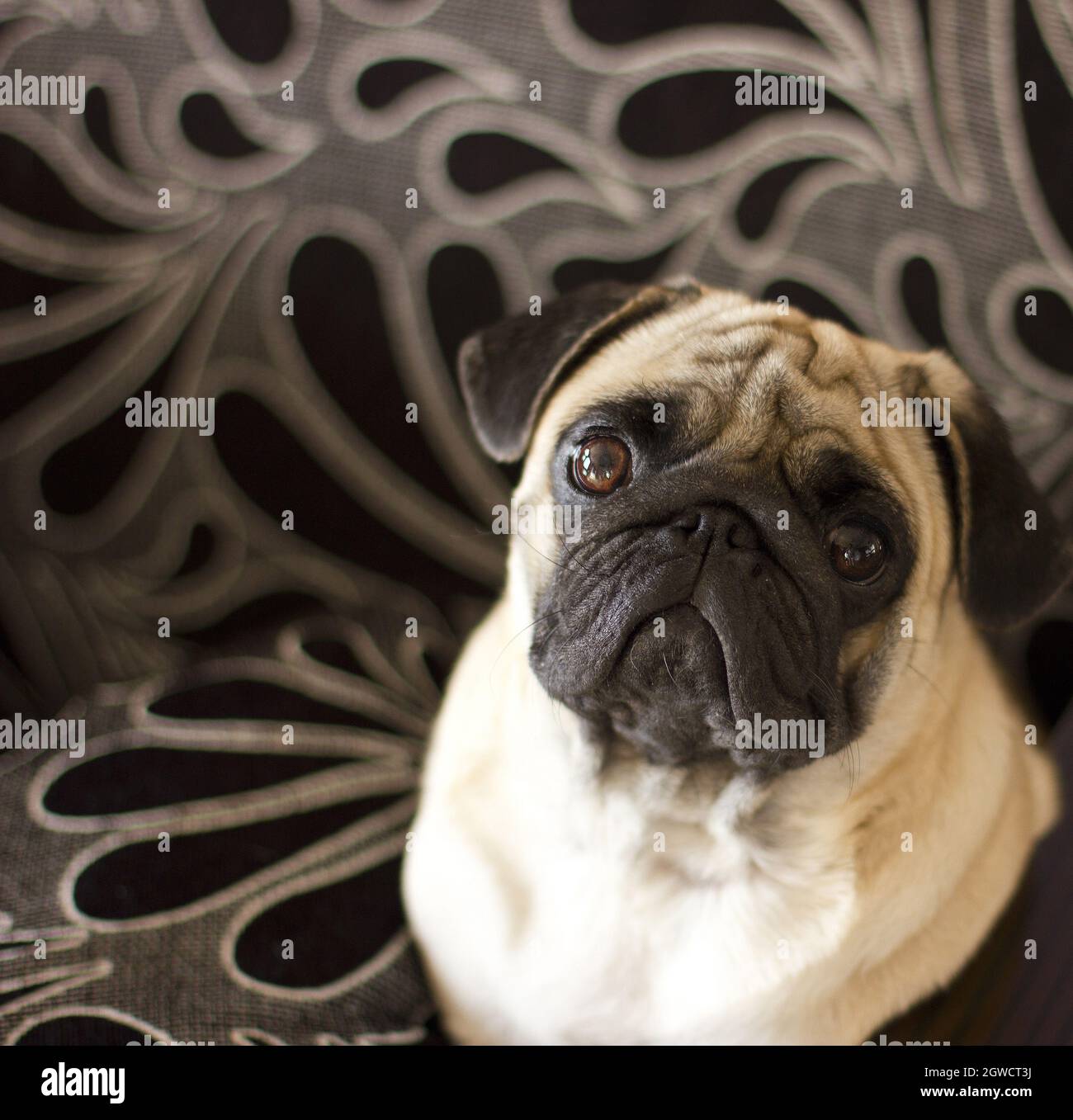 Sad pug hi-res stock photography and images - Alamy