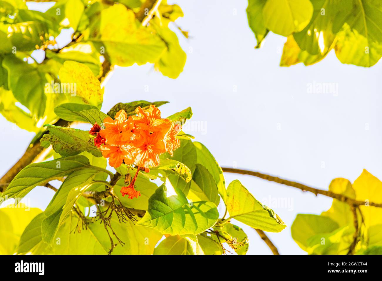 Kou Cordia subcordata flowering tree with orange flowers beach cordia ...