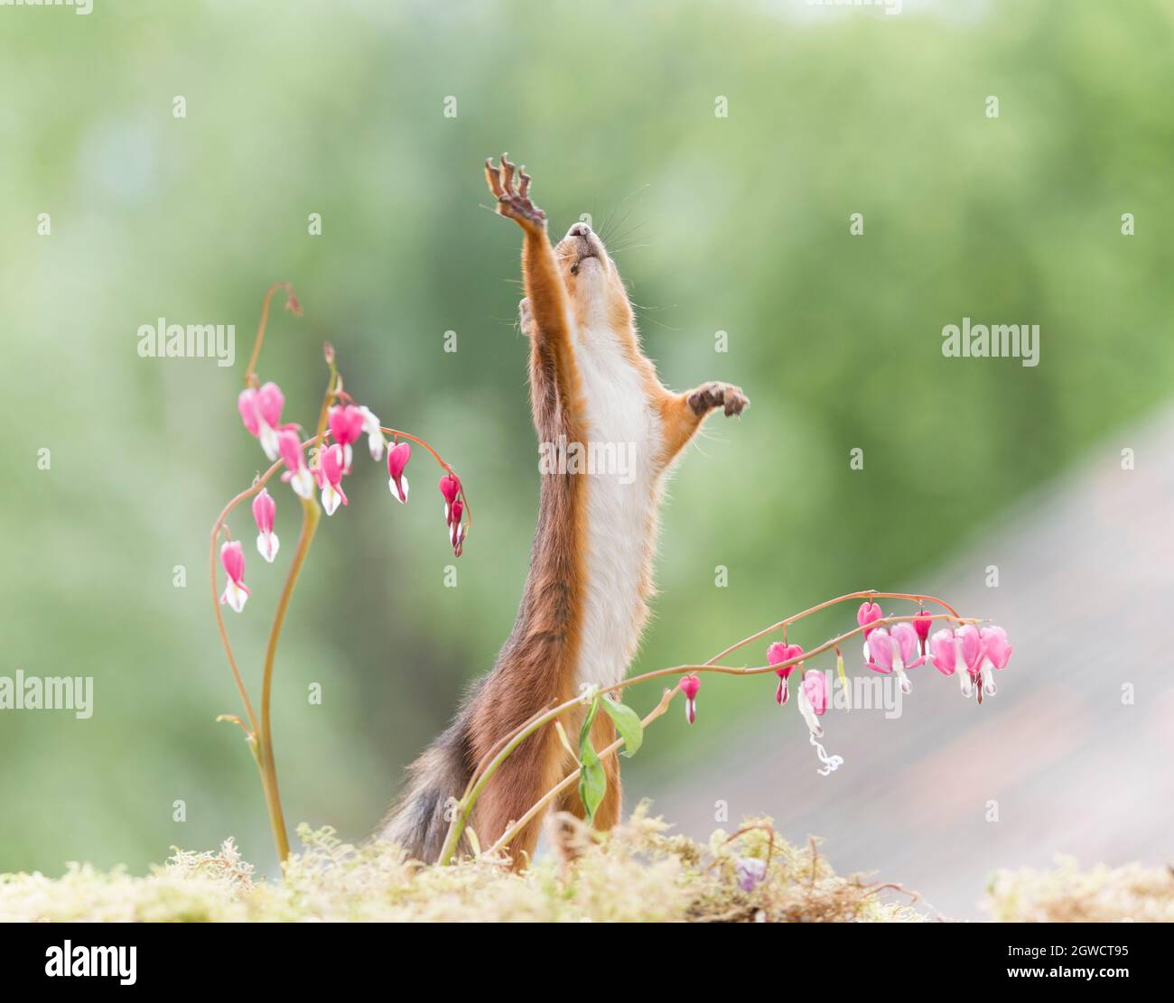 red squirrel reaching up between bleeding heart Stock Photo - Alamy
