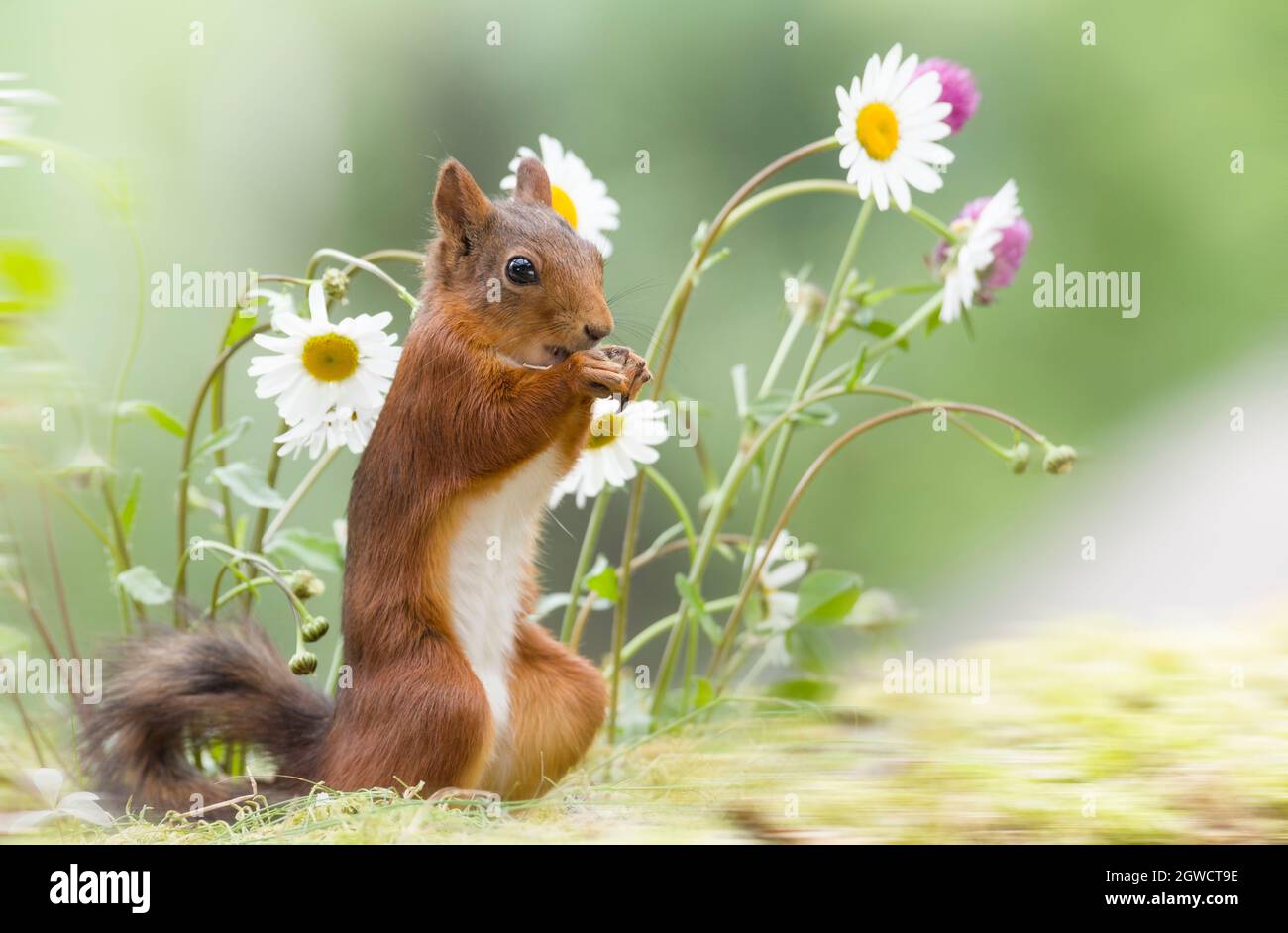 Clover leaves and daisy hi-res stock photography and images - Alamy