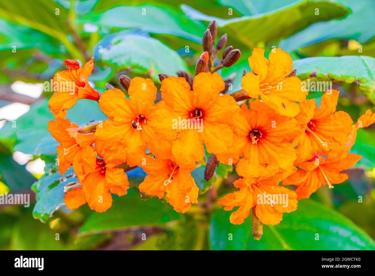 Kou Cordia subcordata flowering tree with orange flowers beach cordia ...