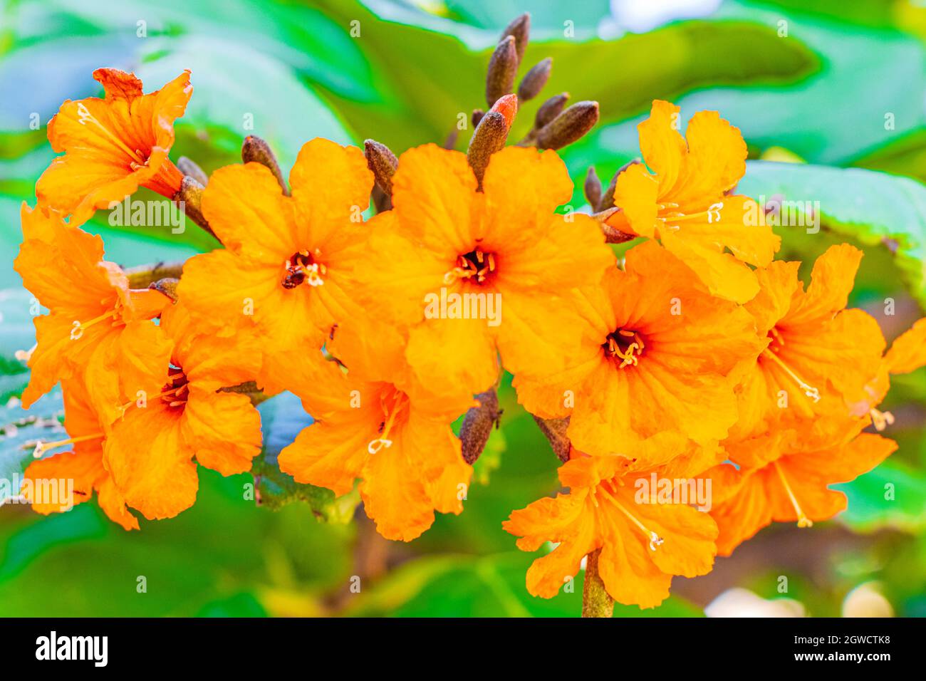 Kou Cordia subcordata flowering tree with orange flowers beach cordia ...