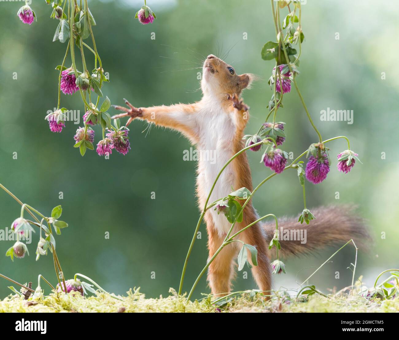red squirrel is looking up with clover flowers Stock Photo - Alamy