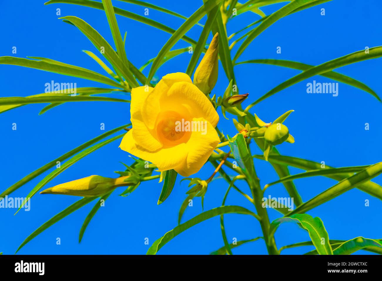 Blue Oleander Flower