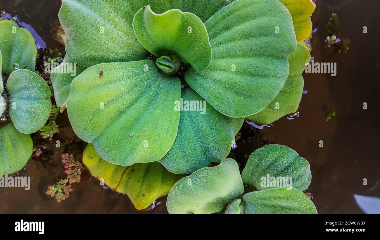 Apon hi-res stock photography and images - Alamy