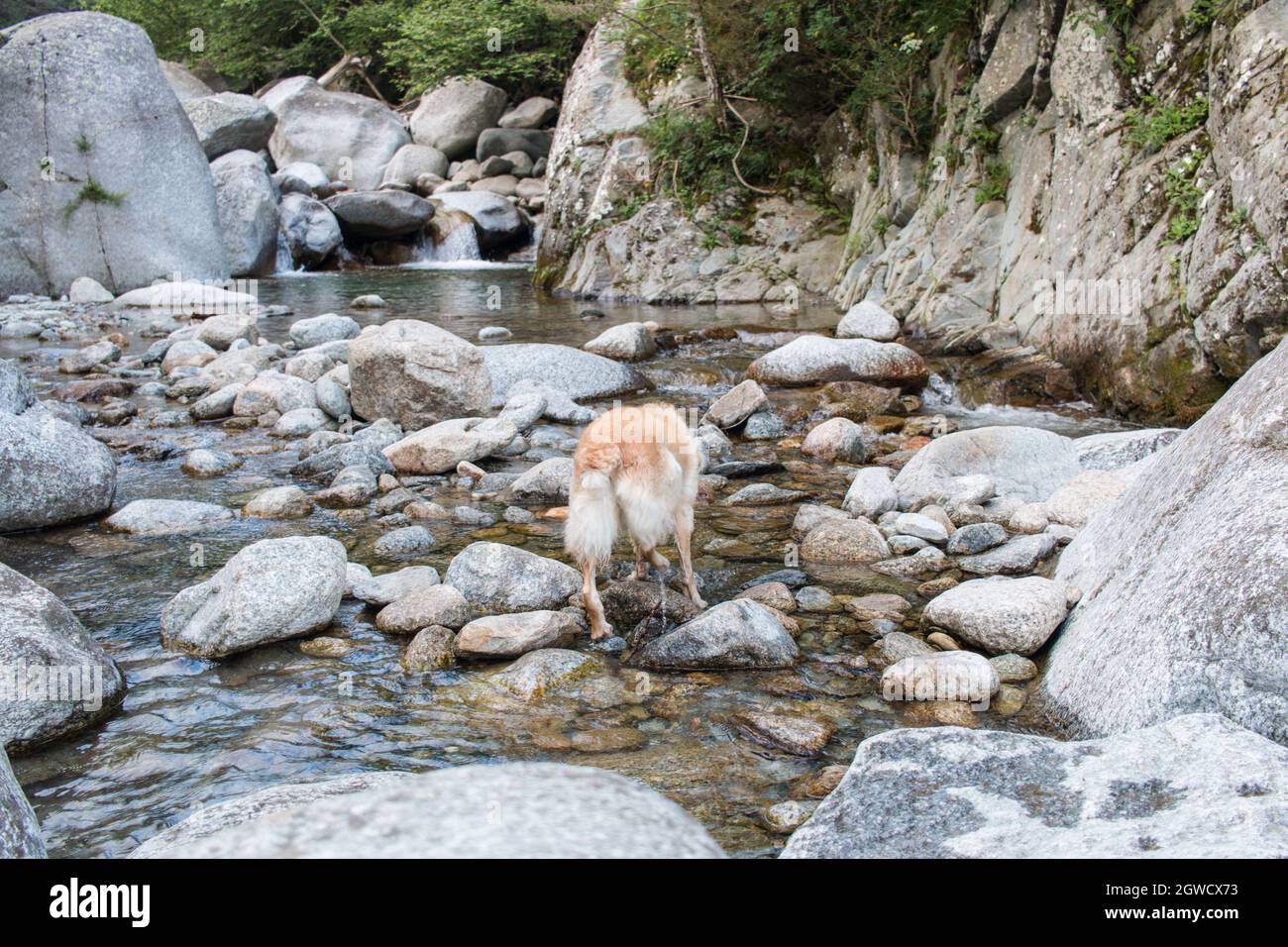 View Of Dog And Rocks In Water Stock Photo - Alamy