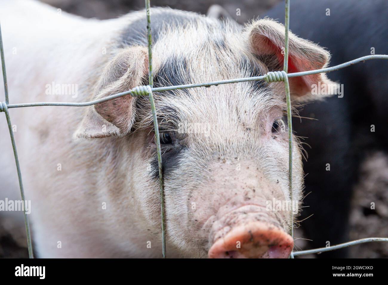 Pig behind wire fence hi-res stock photography and images - Alamy