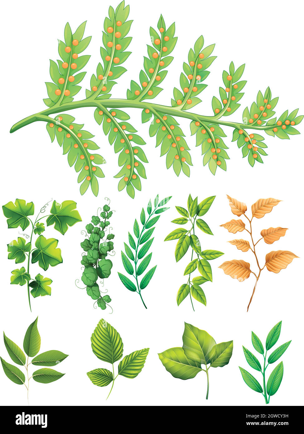 Different types brown white Stock Vector Images - Alamy