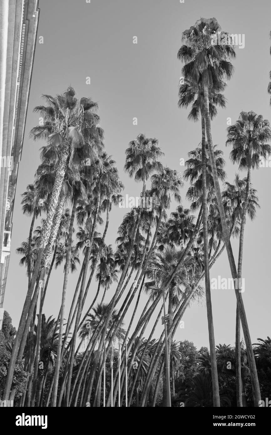 Washingtonia robusta mexican fan palm hi-res stock photography and ...