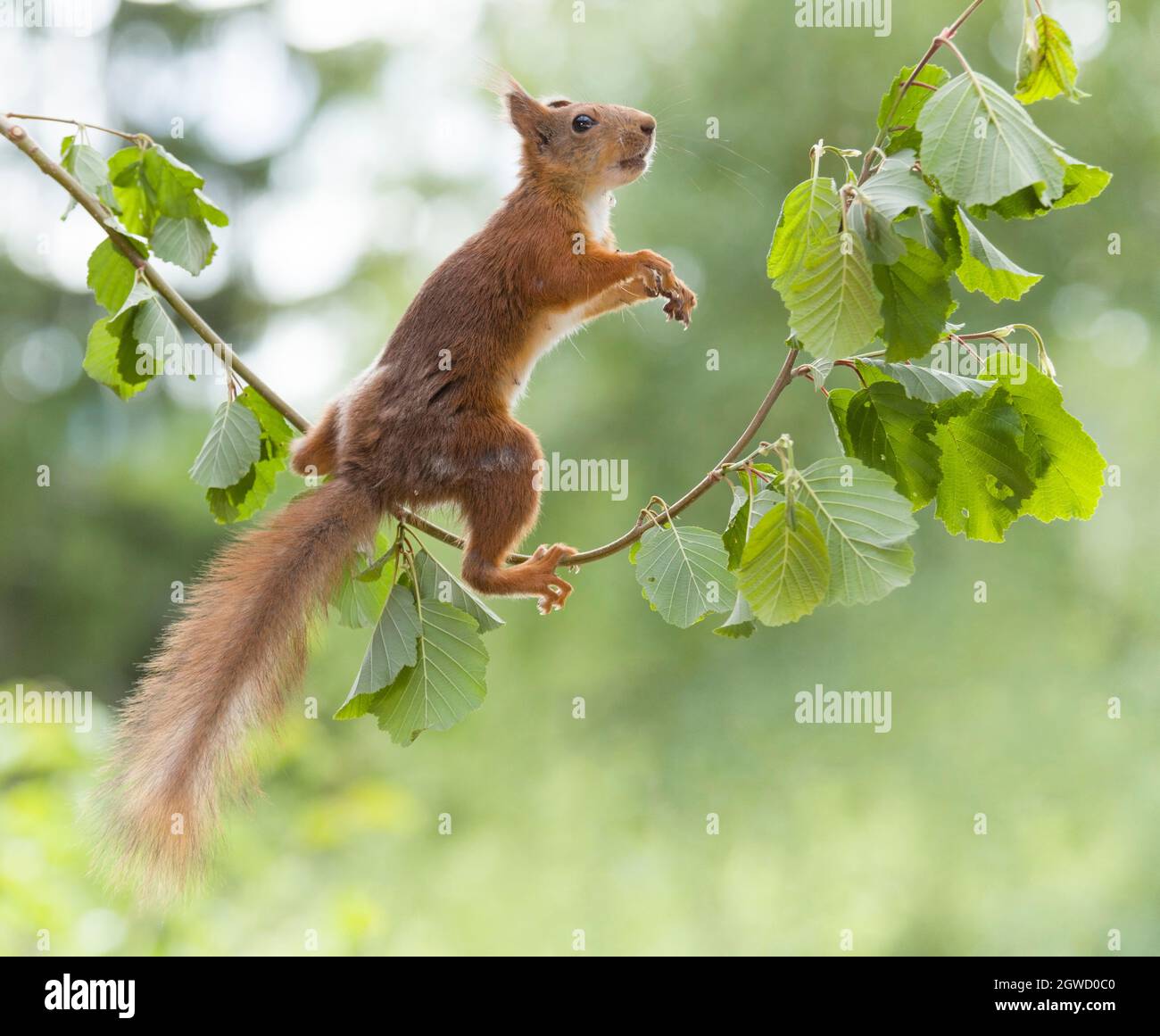 Red squirrels is standing on an branch hi-res stock photography and ...