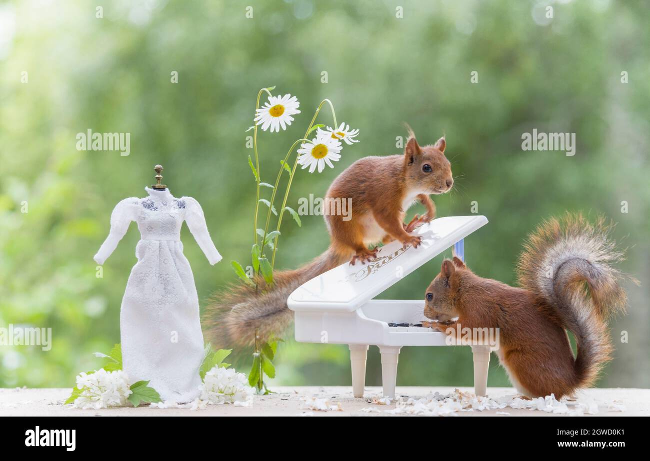 red squirrels play with a piano Stock Photo - Alamy