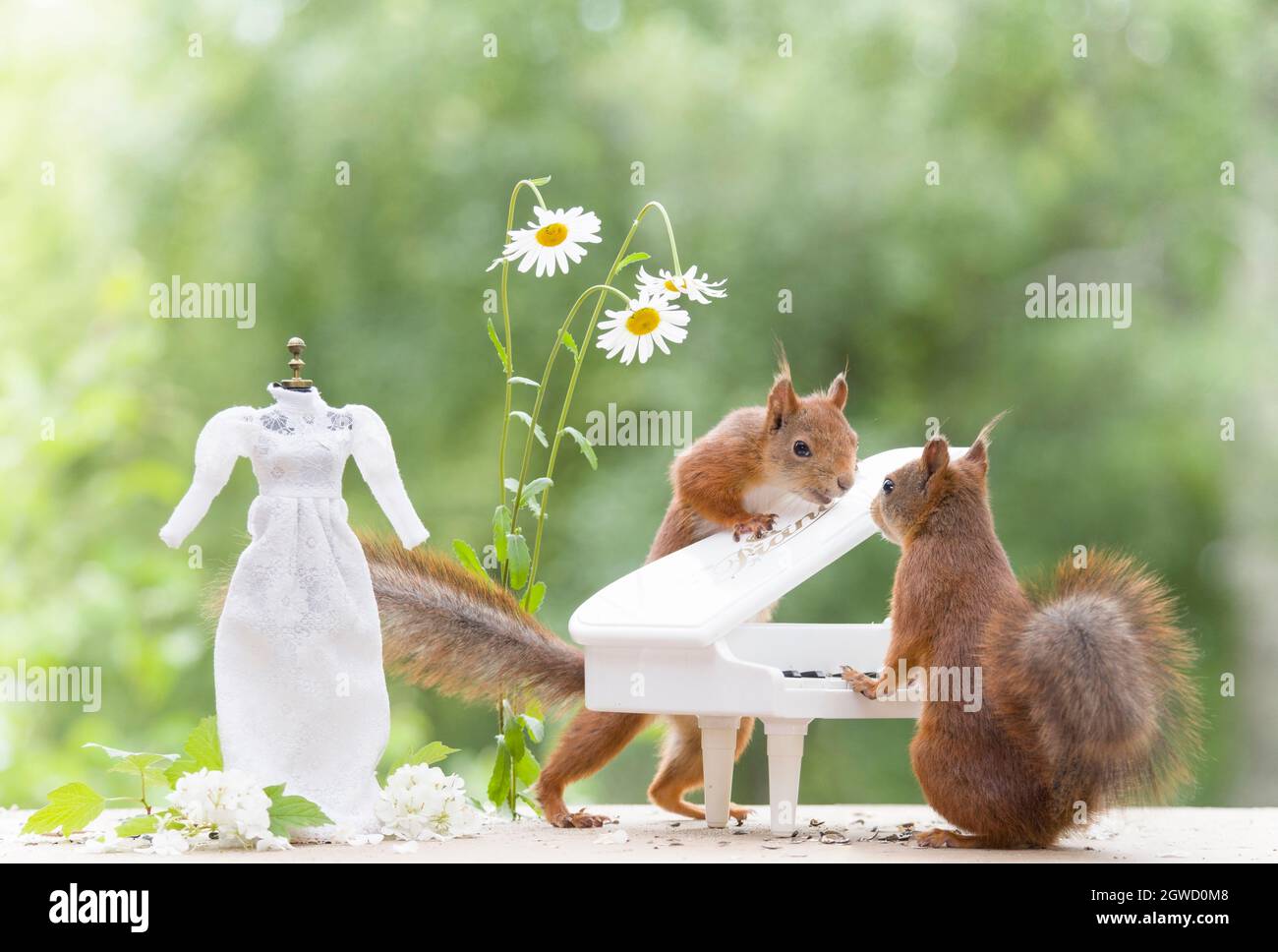 red squirrels playing with an piano Stock Photo - Alamy