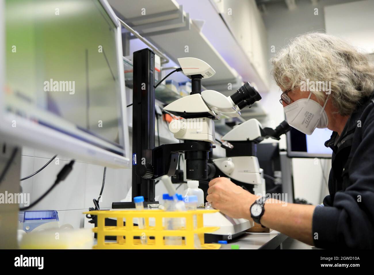 Magdeburg, Germany. 03rd Oct, 2021. A laboratory employee from the ...