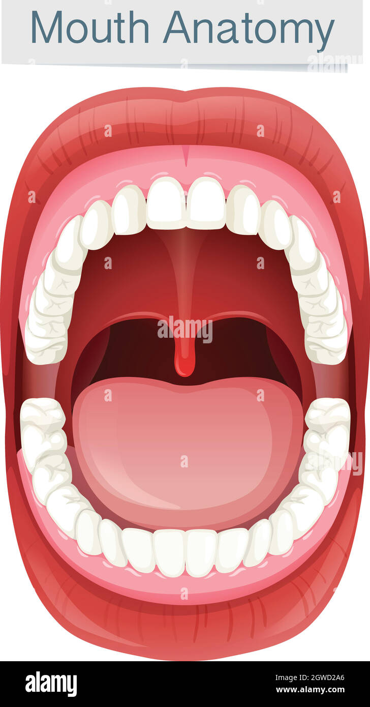 Human Mouth Anatomy on White Background Stock Vector Image & Art - Alamy
